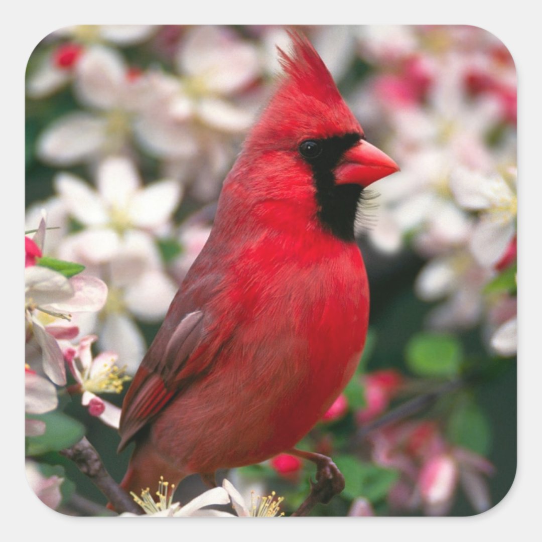 Red Male Cardinal Square Sticker | Zazzle