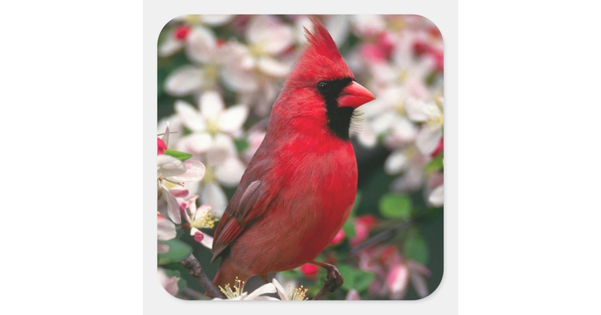 Red Male Cardinal Square Sticker | Zazzle