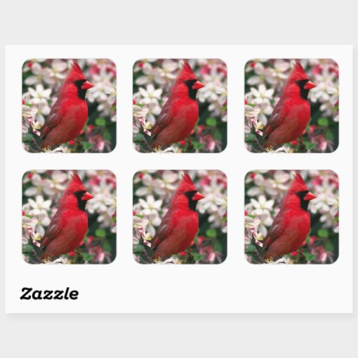 Red Male Cardinal Square Sticker | Zazzle