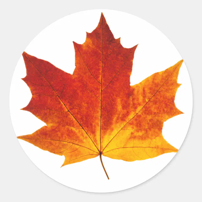Red maple leaf classic round sticker | Zazzle