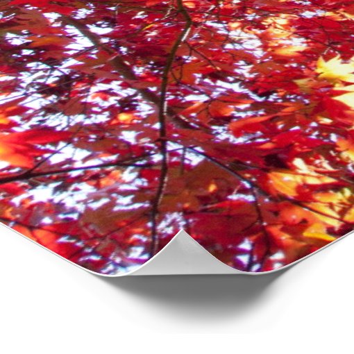 Red Maple Tree Poster | Zazzle