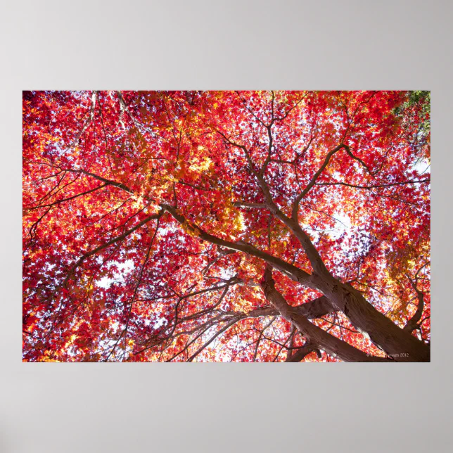 Red Maple Tree Poster | Zazzle