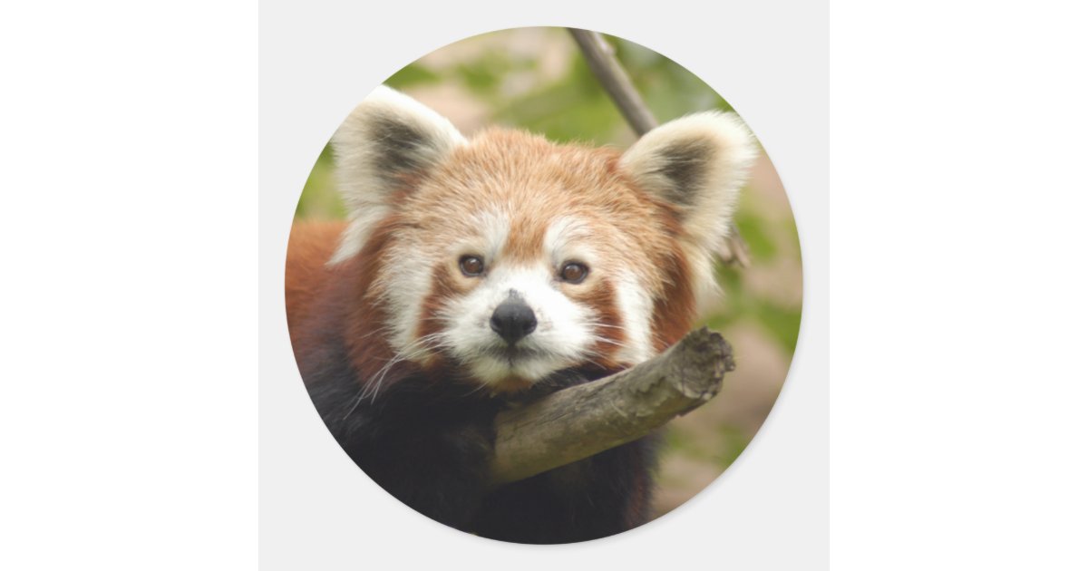 red-panda-007 classic round sticker | Zazzle