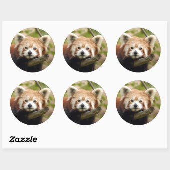 red-panda-007 classic round sticker | Zazzle