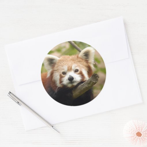 red-panda-007 classic round sticker | Zazzle