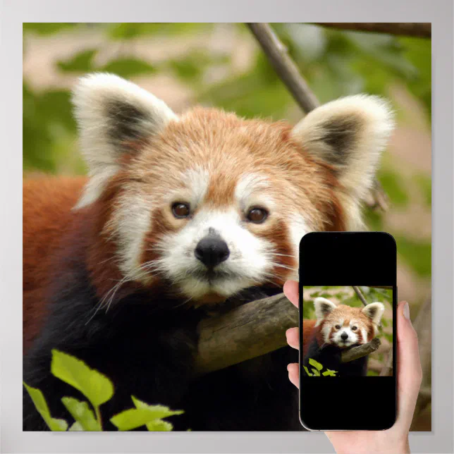 red-panda-007 poster | Zazzle