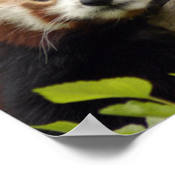 red-panda-007 poster | Zazzle