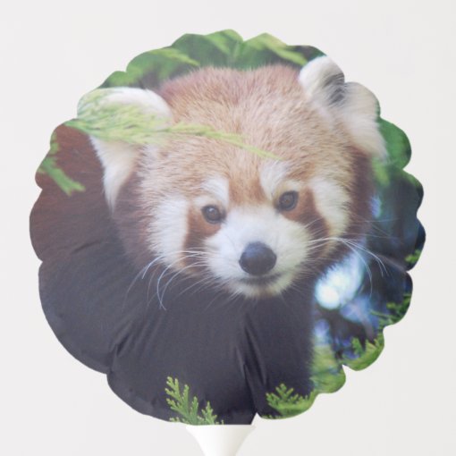 Red Panda Balloon | Zazzle