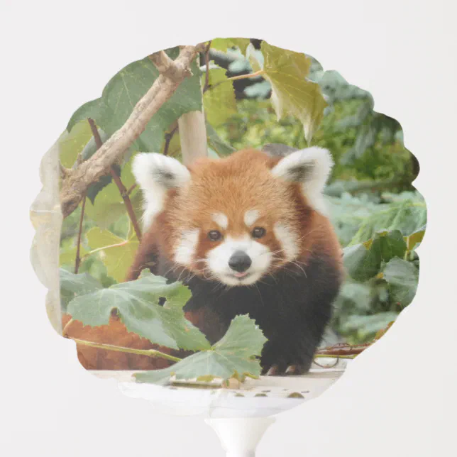 Red Panda Balloon | Zazzle