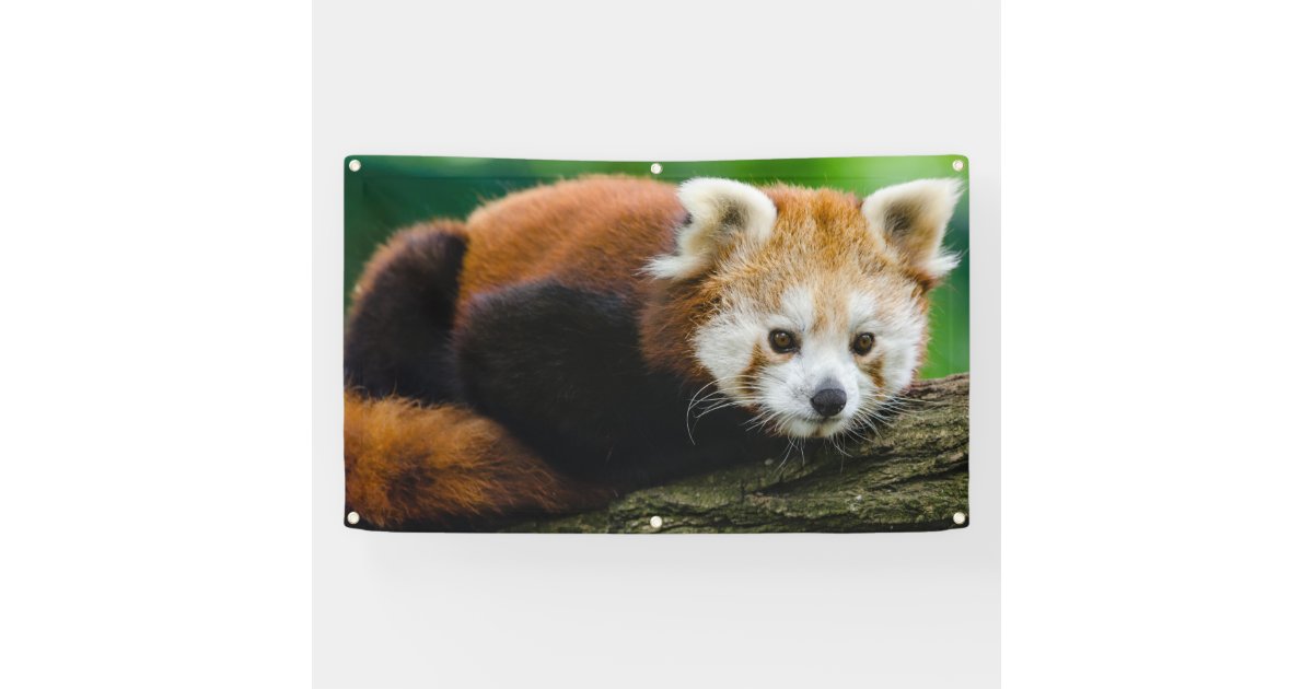 RED PANDA Banner WITH GROMMETS | Zazzle