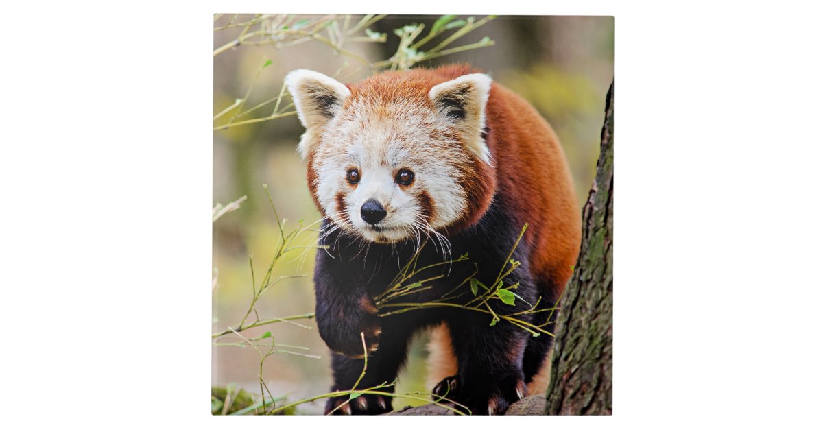 Red Panda Bear Ceramic Tile | Zazzle