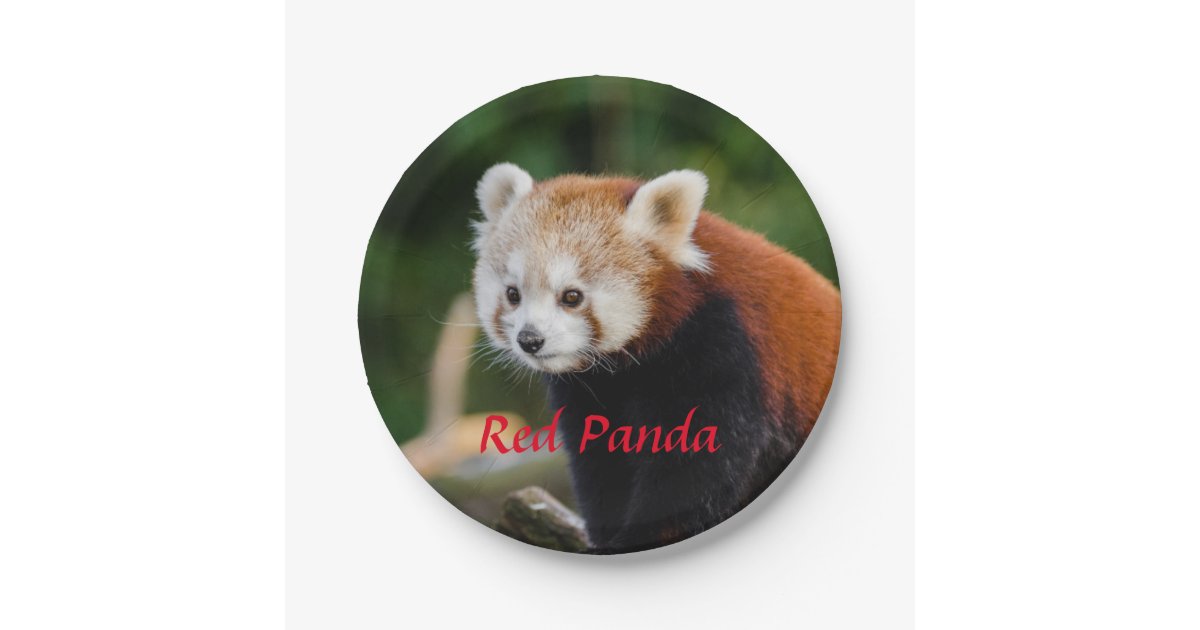 Red Panda Bear Paper Plates | Zazzle
