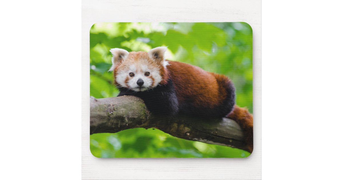 Red Panda Bear photo Mouse Pad | Zazzle