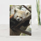 Red Panda Birthday card | Zazzle.com