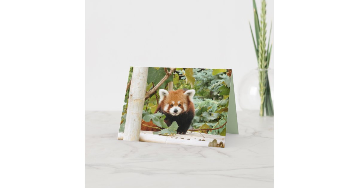 Red Panda Card | Zazzle