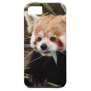 Panda iPhone Cases & Covers | Zazzle