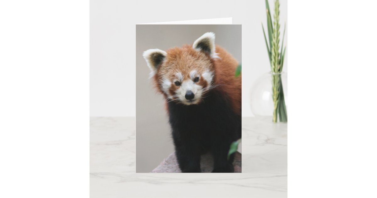 Red Panda Customizable Greetings card | Zazzle
