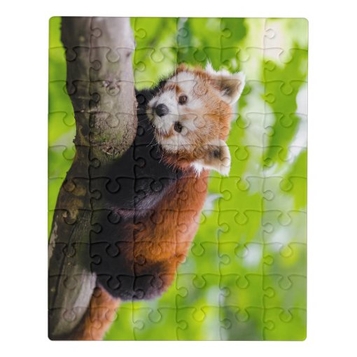 Red Panda Jigsaw Puzzle | Zazzle