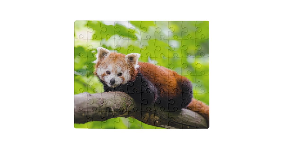 Red Panda Jigsaw Puzzle | Zazzle