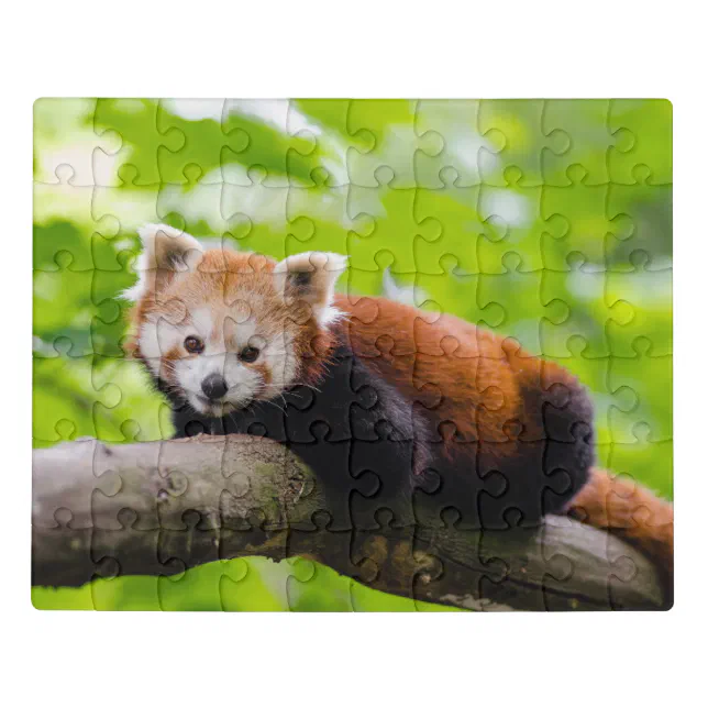 Red Panda Jigsaw Puzzle | Zazzle