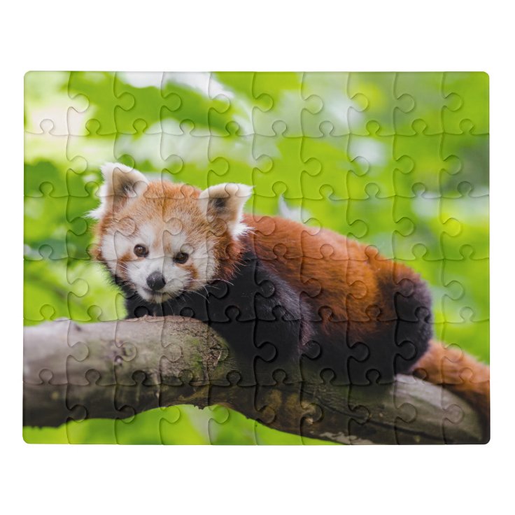 Red Panda Jigsaw Puzzle | Zazzle