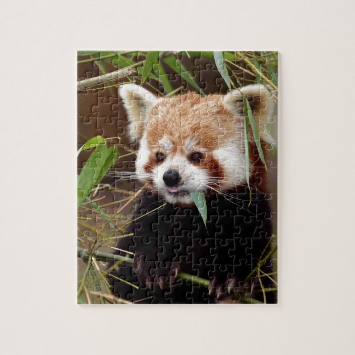 Red Panda Jigsaw Puzzle | Zazzle.com