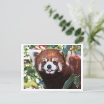 Red Panda Laughing Postcard | Zazzle