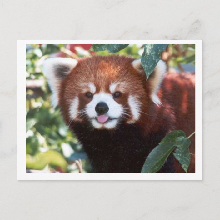Red Panda Laughing Postcard | Zazzle.com