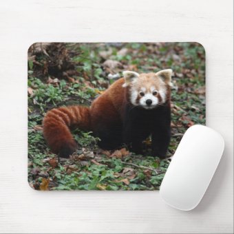 Red Panda Mouse Pad | Zazzle