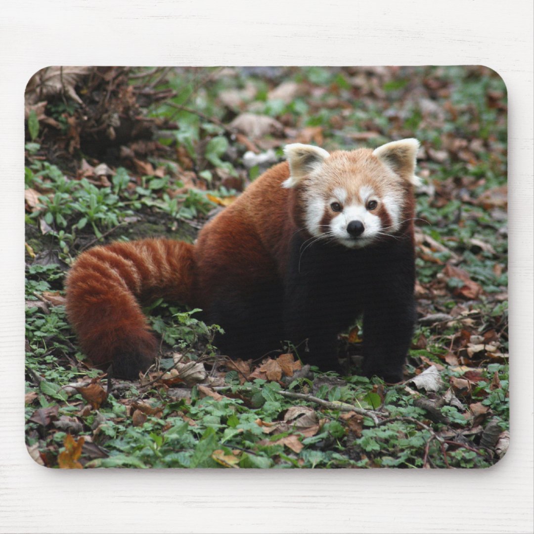 Red Panda Mouse Pad | Zazzle