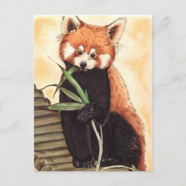 Red Panda Nom Postcard | Zazzle