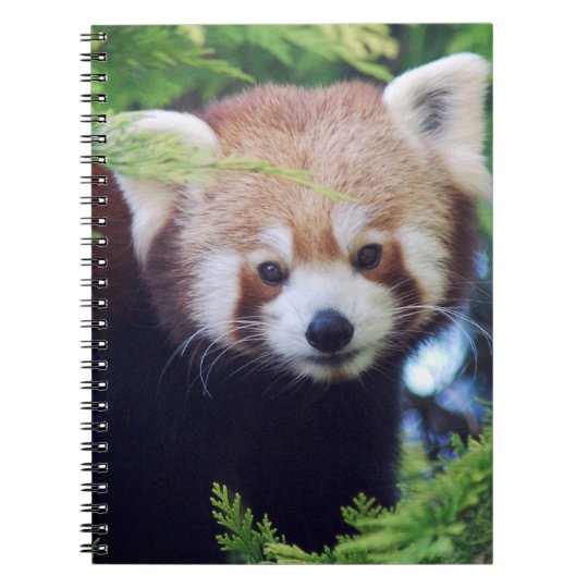 Red Panda Notebook | Zazzle.com