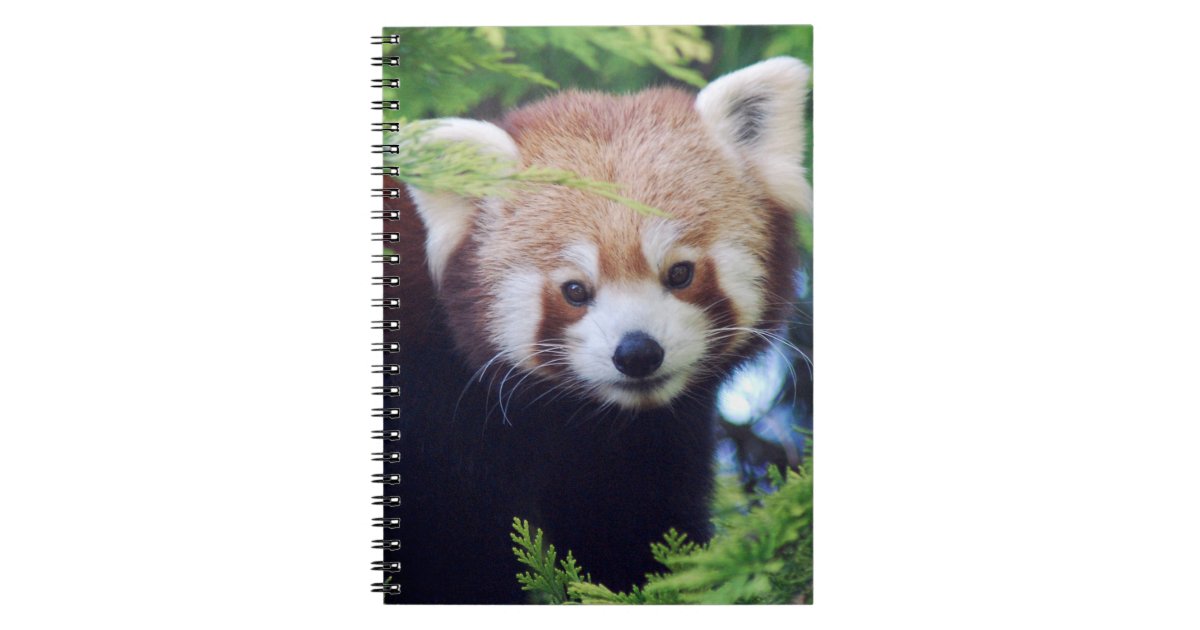 Red Panda Notebook | Zazzle