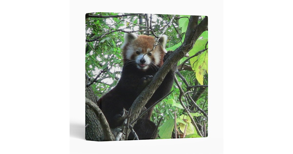 Red Panda Notebook Binder | Zazzle