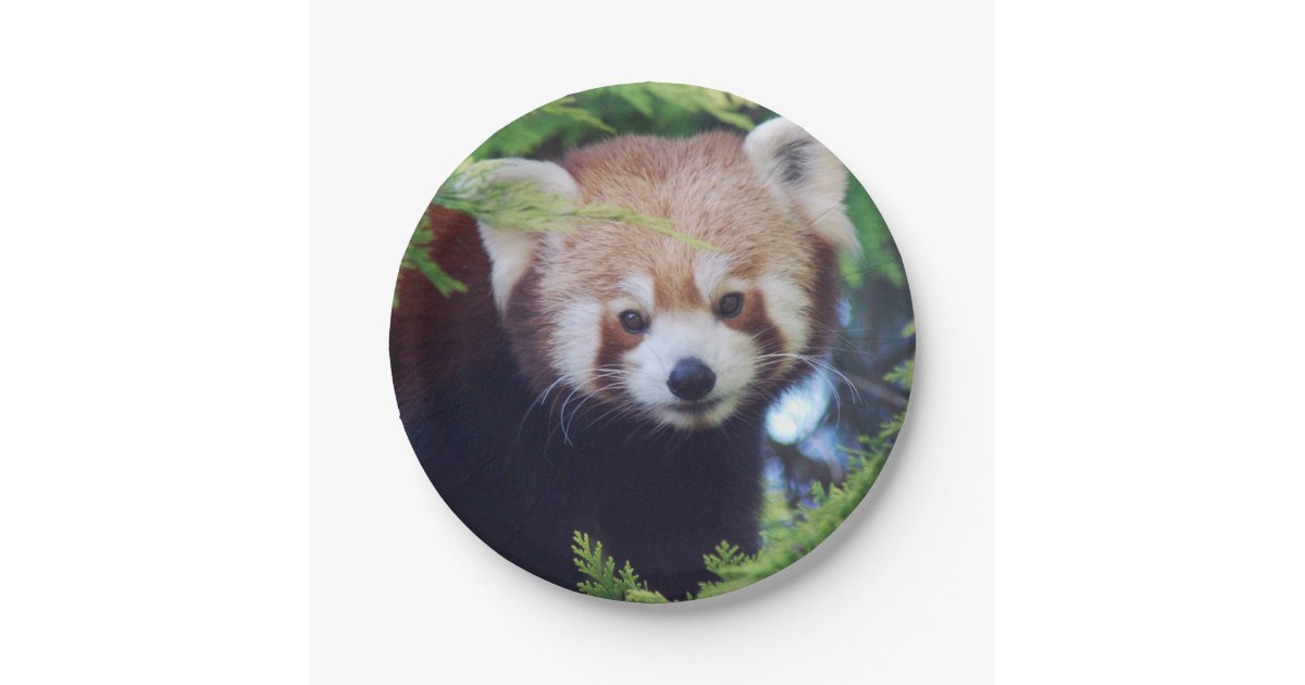 Red Panda Paper Plates | Zazzle