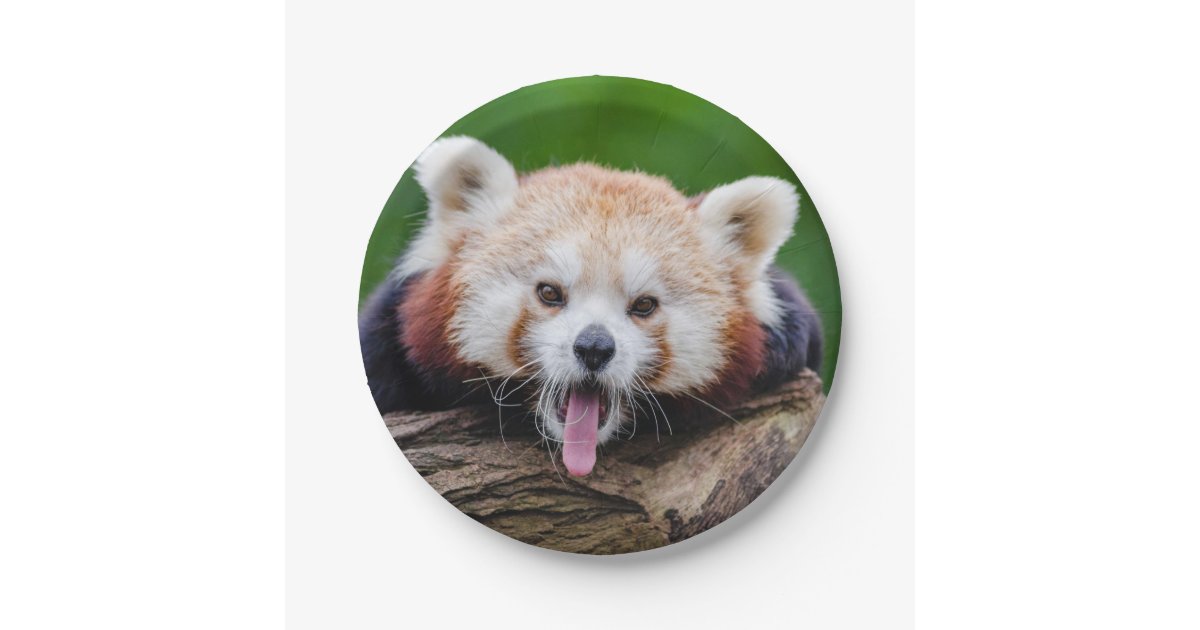 Red Panda Paper Plates | Zazzle