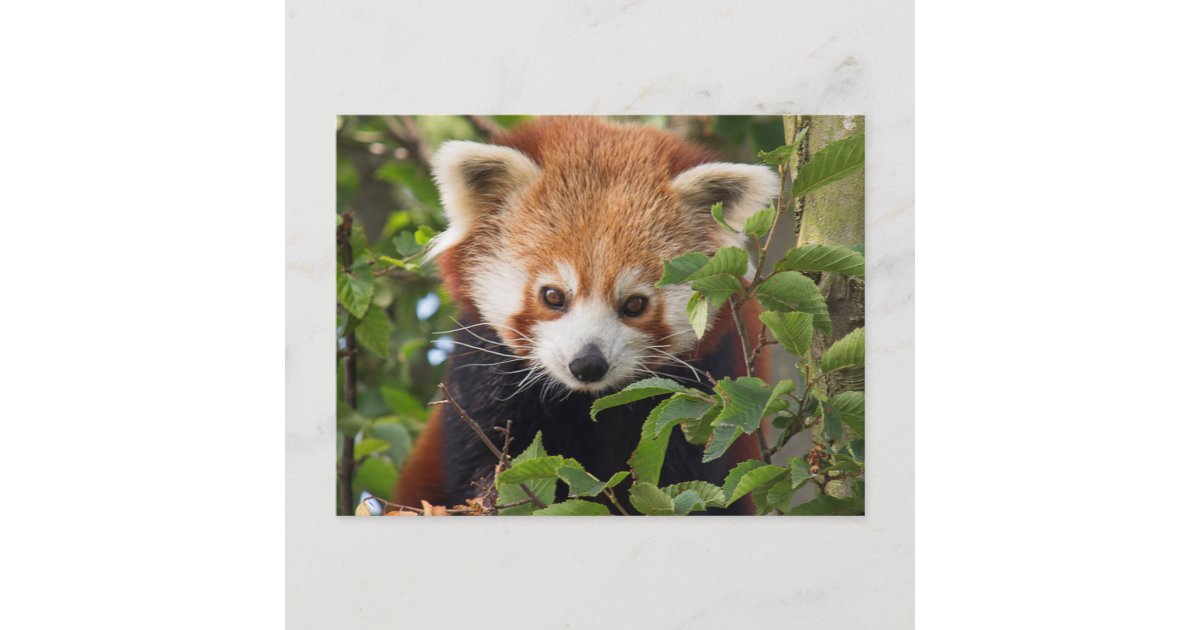 Red panda postcard | Zazzle