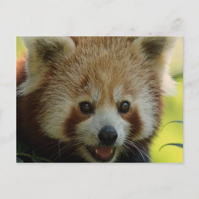 Red Panda Postcard | Zazzle