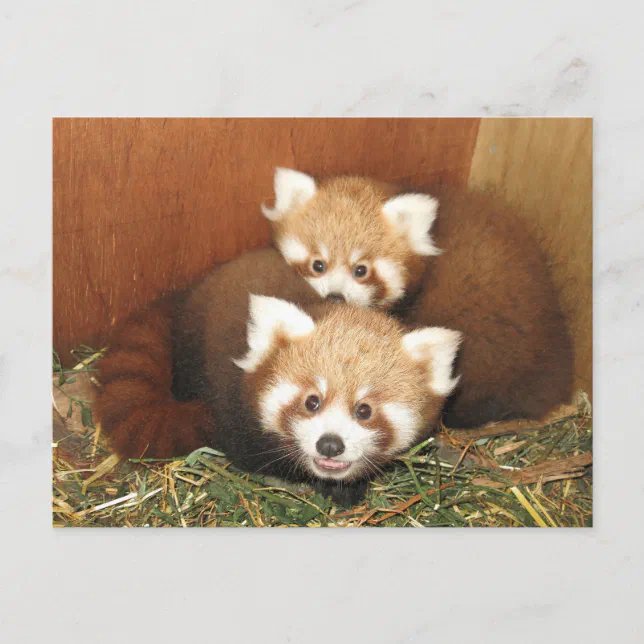 Red Panda Postcard | Zazzle