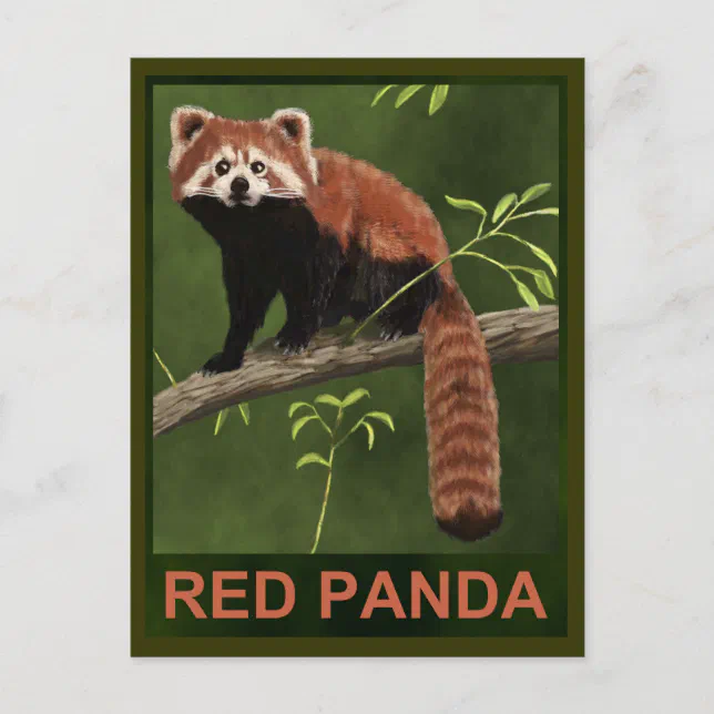 Red Panda Postcard | Zazzle