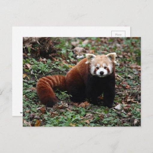 Red Panda Postcard | Zazzle