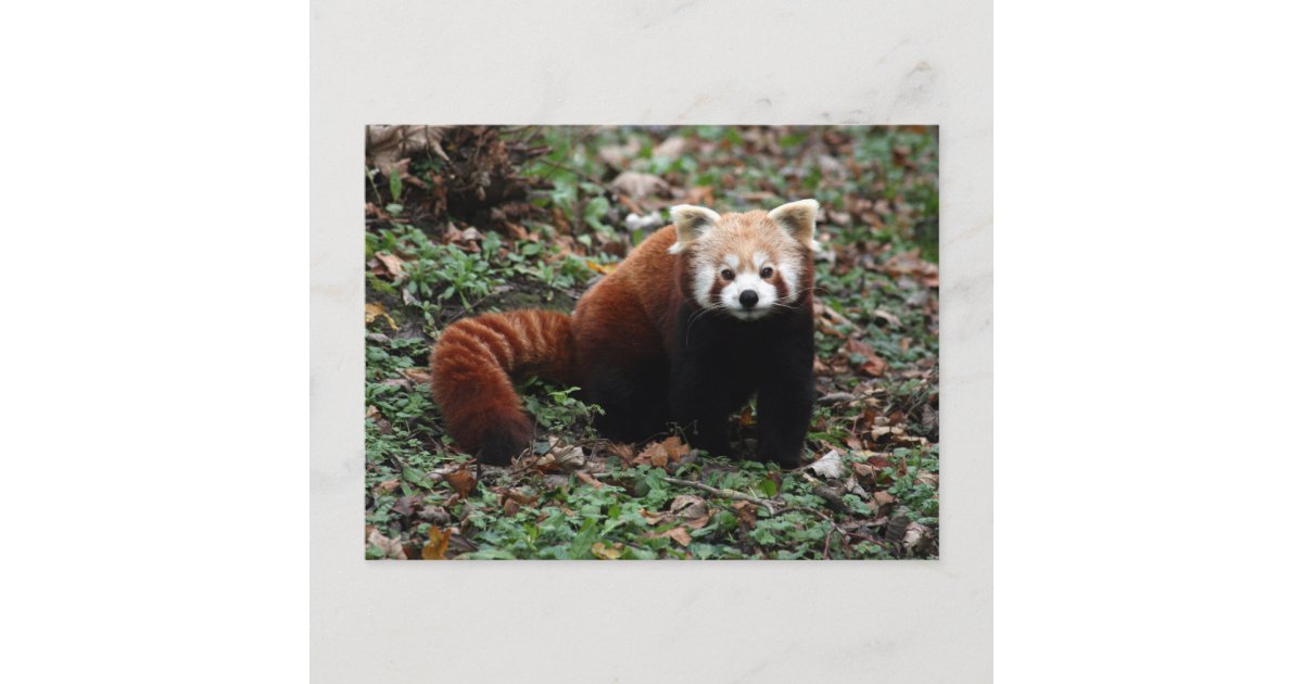 Red Panda Postcard | Zazzle