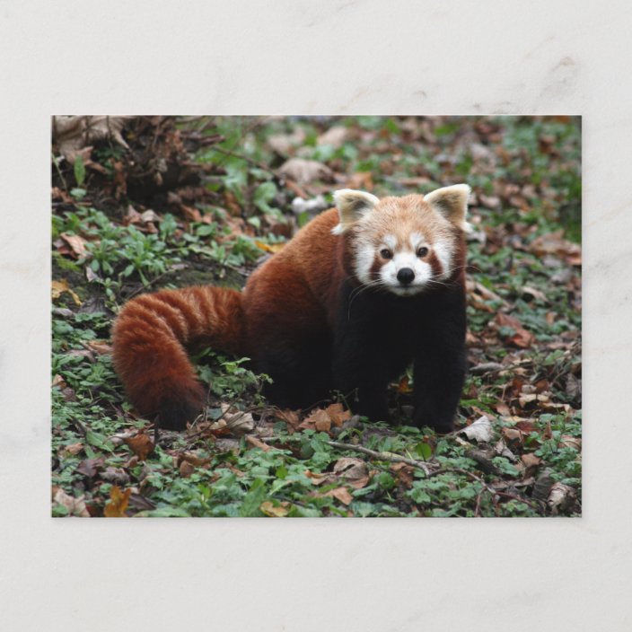 Red Panda Postcard | Zazzle.com