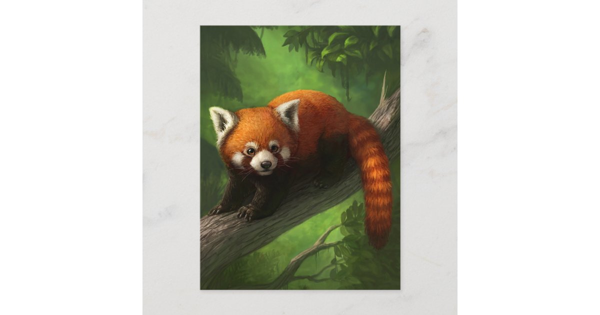 Red Panda Postcard | Zazzle