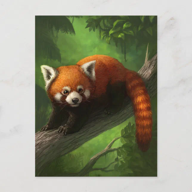 Red Panda Postcard | Zazzle