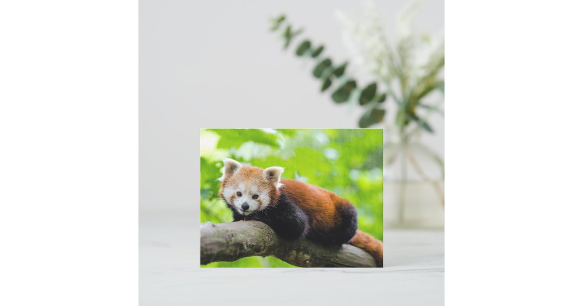 Red Panda Postcard | Zazzle