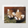 Red panda postcard | Zazzle
