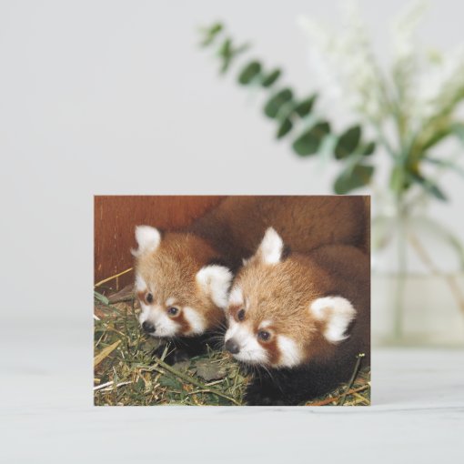 Red panda postcard | Zazzle