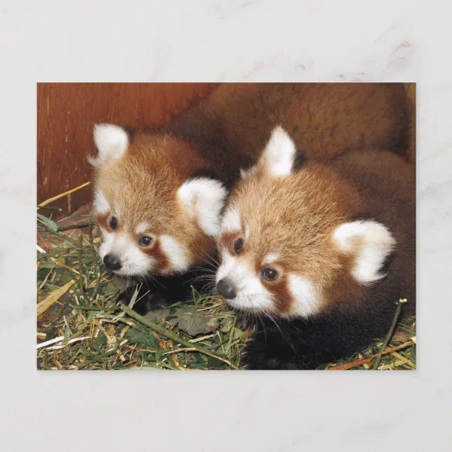 Red panda postcard | Zazzle