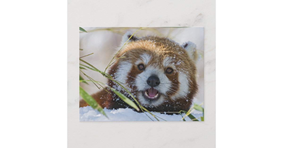 Red Panda Postcard | Zazzle